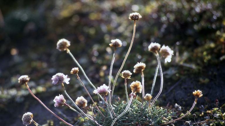 NFKK - Nordisk Forening for Klinisk Kemi